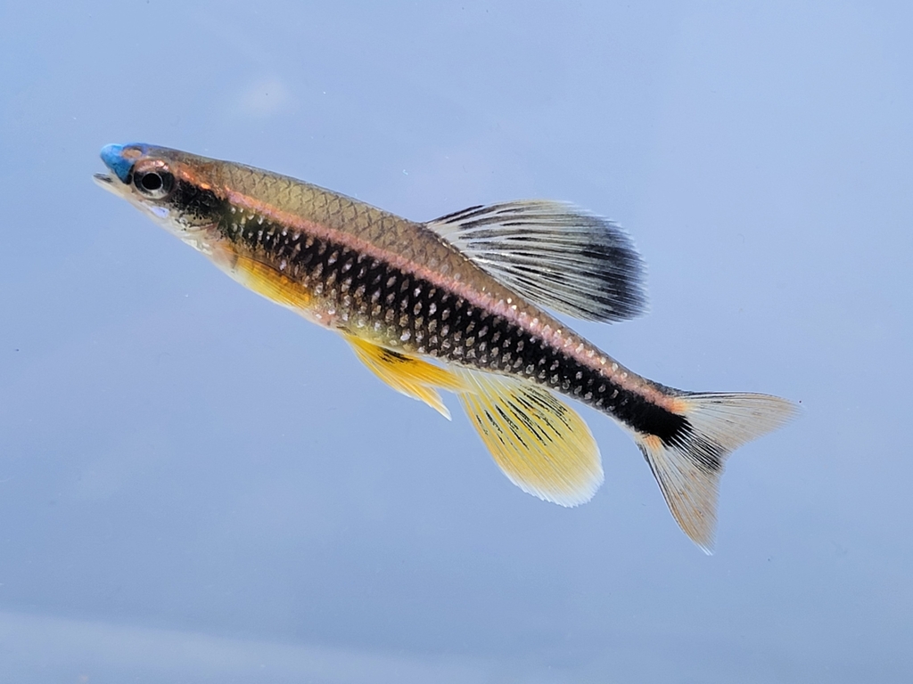 Bluenose Shiner in April 2022 by Bobby Terry · iNaturalist