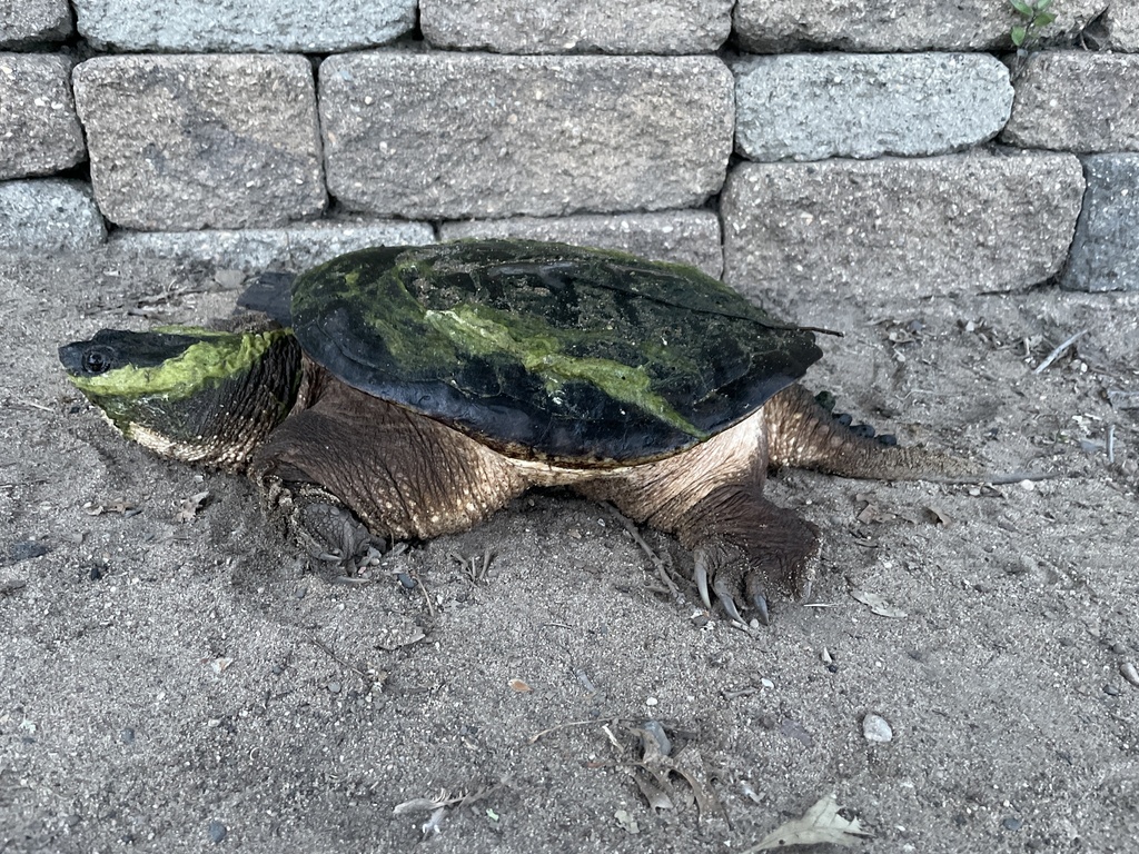Common Snapping Turtle from Lake Harriet, Minneapolis, MN, US on June ...