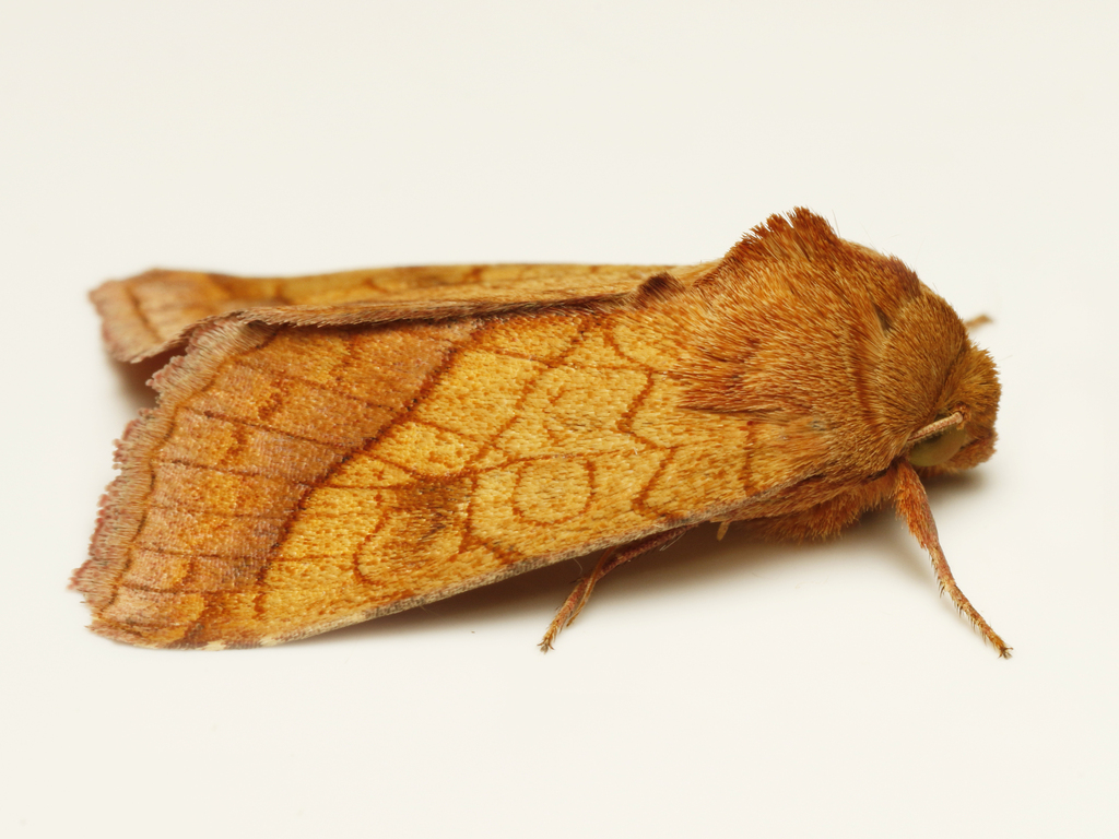 Bordered Sallow from Ramsgate, Kent, UK on June 11, 2022 at 01:11 PM by ...