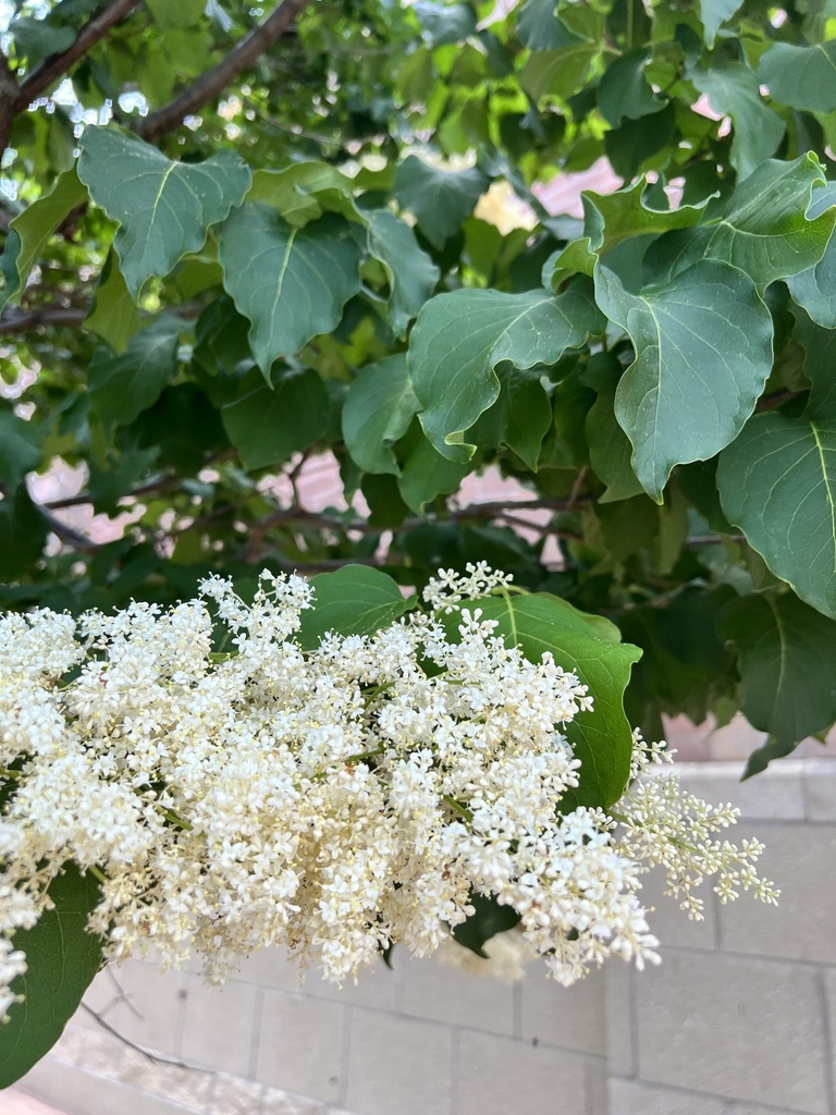 Japanese Tree Lilac from The Plaza at Southpark, Strongsville, OH, US ...