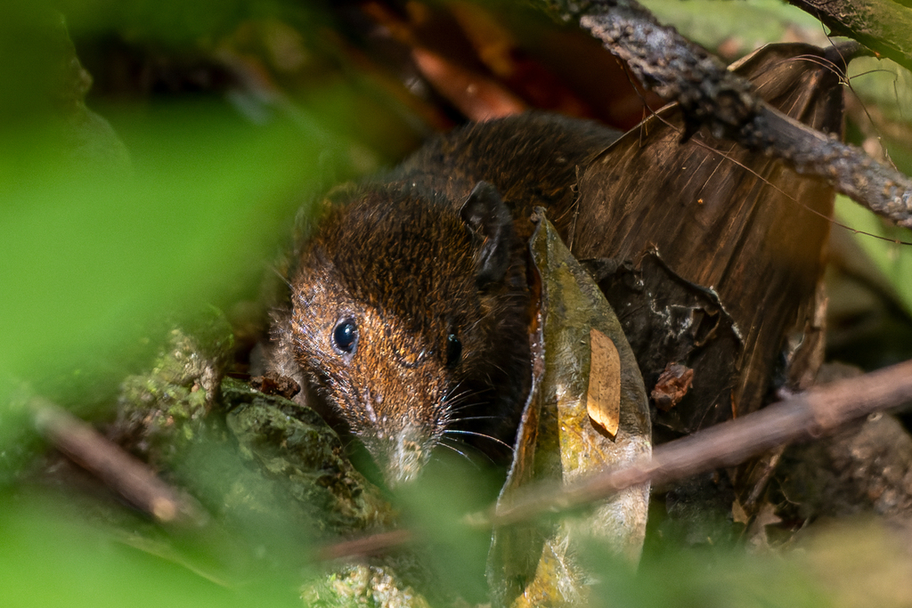 Gymnures in June 2022 by Andaman Kaosung · iNaturalist
