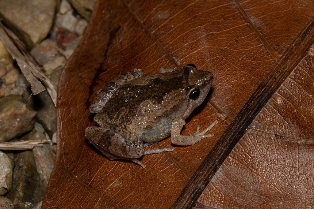 Mukhlesur's Narrow-mouthed Frog from ตำบล กรุงชิง อำเภอ นบพิตำ ...