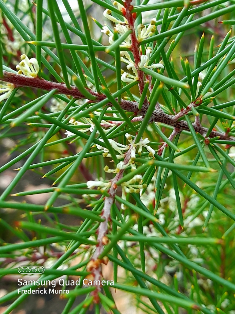 Bushy needlebush from Camferskloof, Herold on June 18, 2022 at 10:17 AM ...