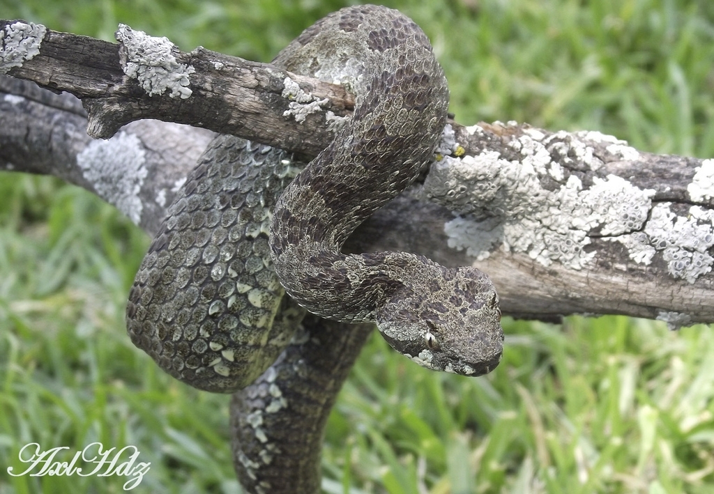 Emerald Horned Pitviper from 73314 Pue., México on August 14, 2021 at ...