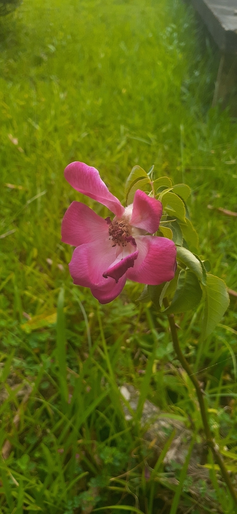 Rosa davidii from UFMA on June 20, 2022 at 02:11 PM by Helen Camila ...