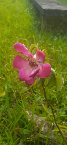 Rosa davidii · NaturaLista Colombia