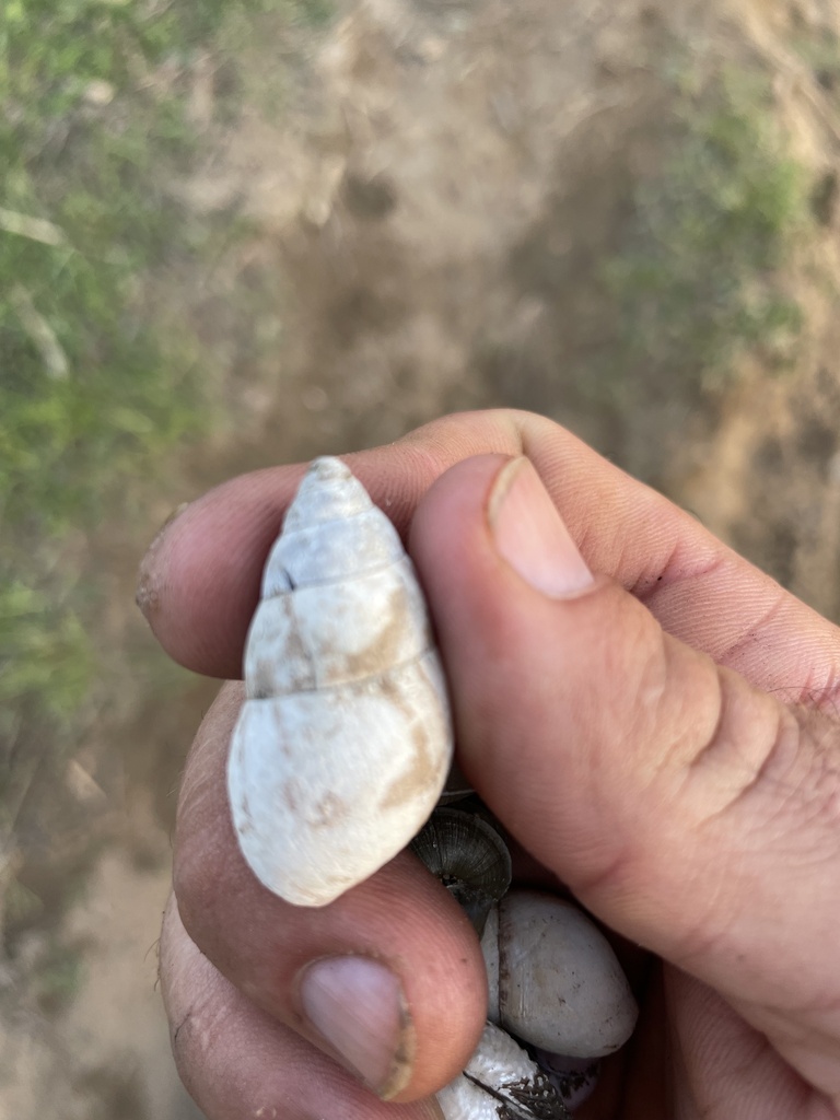 Giant Land Snails from Mawokota, UG-MI, UG on June 18, 2022 at 06:00 PM ...