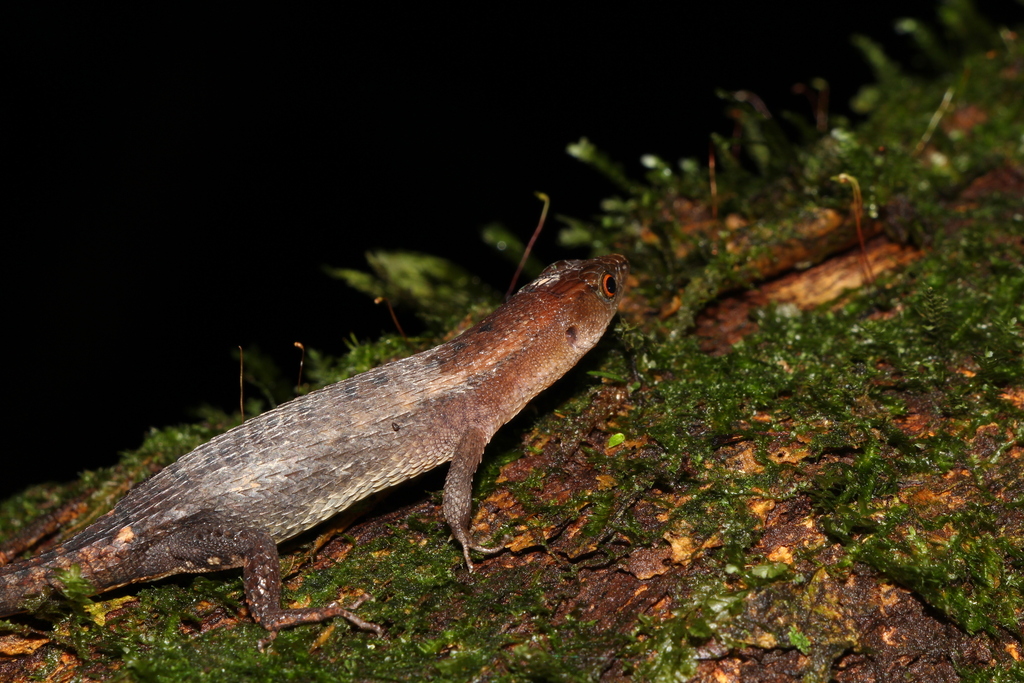 Buckley's Shade Lizard from Orellana, Ecuador on June 6, 2022 at 09:34 ...