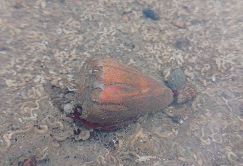 Bilious Cone in June 2022 by Pradip Patade · iNaturalist