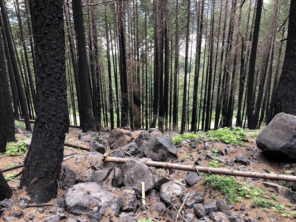 American Pika from Columbia River Gorge National Scenic Area, Cascade ...