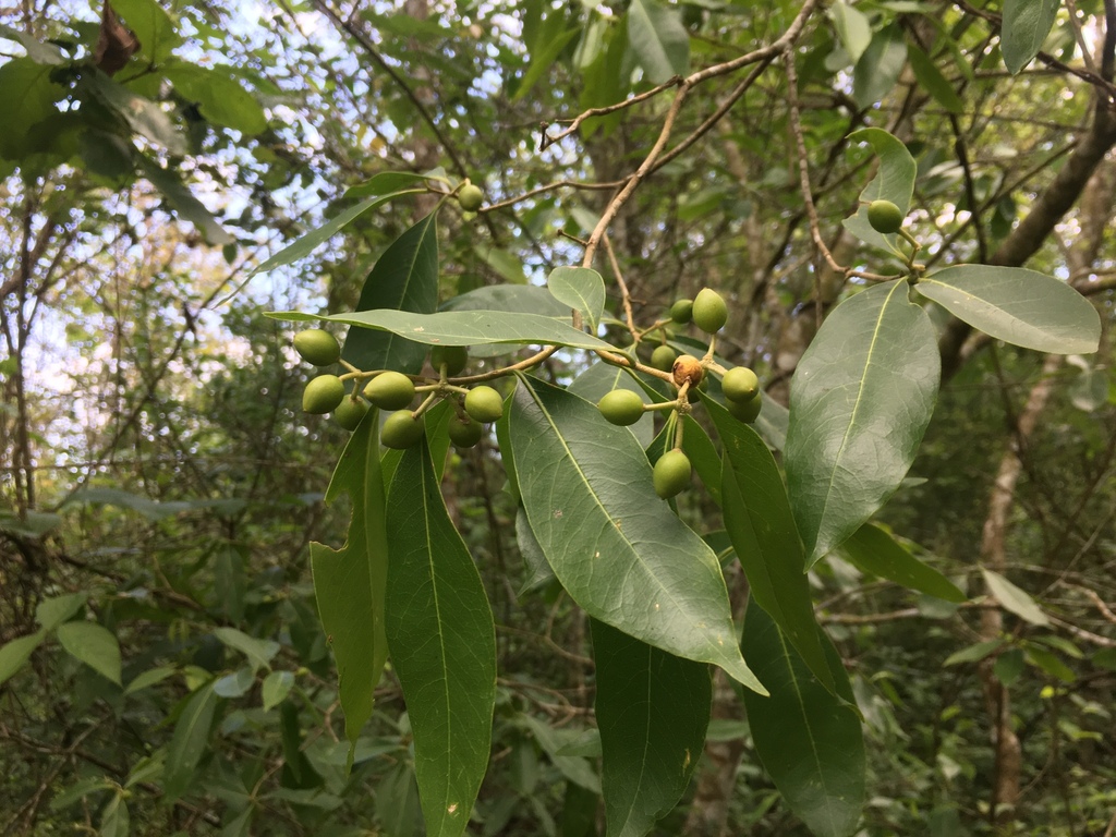 Elaeodendron from Zinacantán, CHIS, MX on June 17, 2022 at 11:12 AM by ...