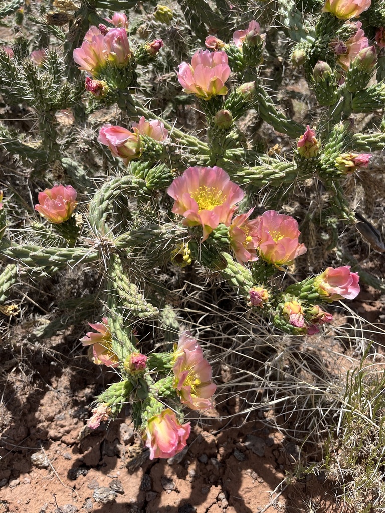 Santa Fe Cholla from Zuni, NM, US on June 20, 2022 at 01:24 PM by ...