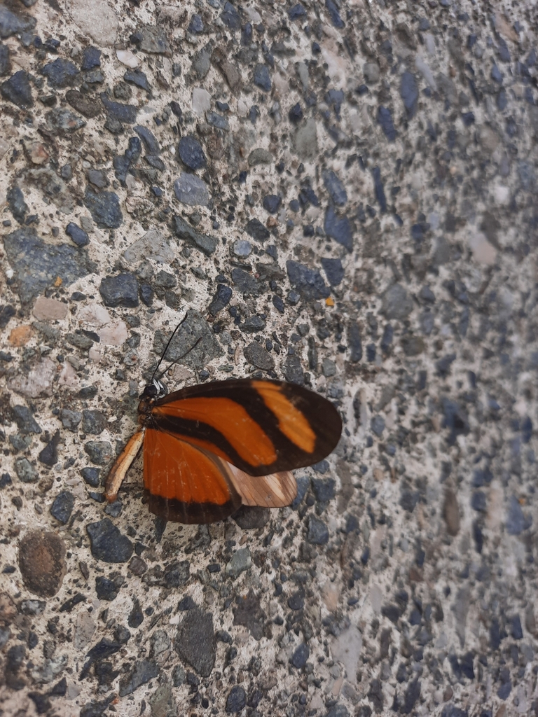 Eueides lybia from 1, Provincia de Puntarenas, Puerto Jiménez, Costa ...