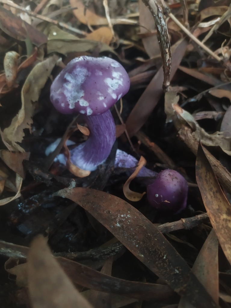 Thaxterogaster magellanicus from Cº TRICAHUERA Road, Navidad, O'Higgins ...