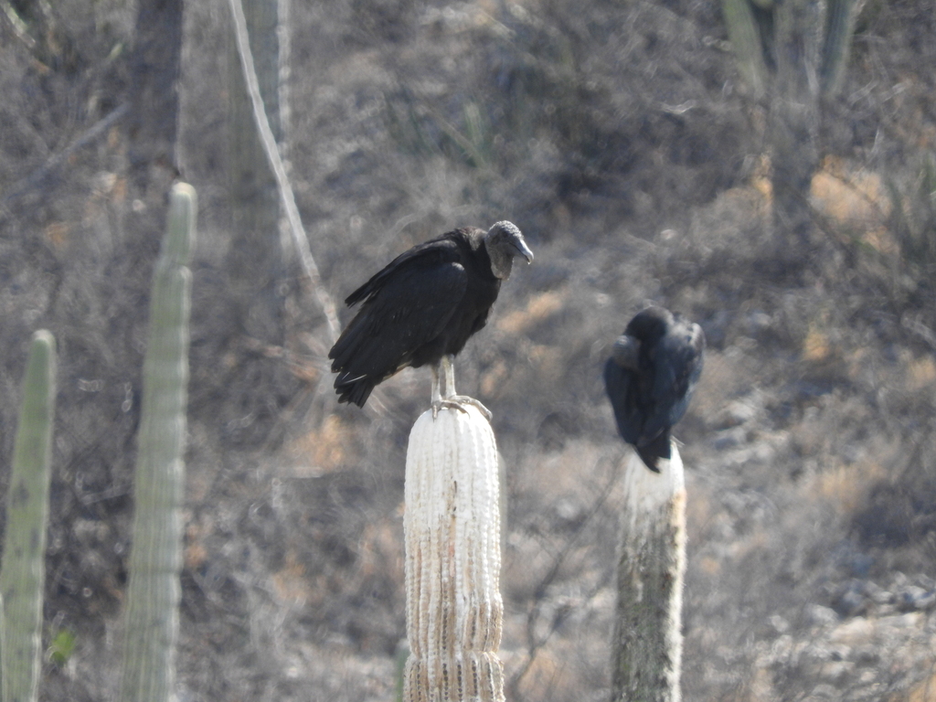 Neotropical Black Vulture from Zapotitlán, Pue., México on April 20 ...