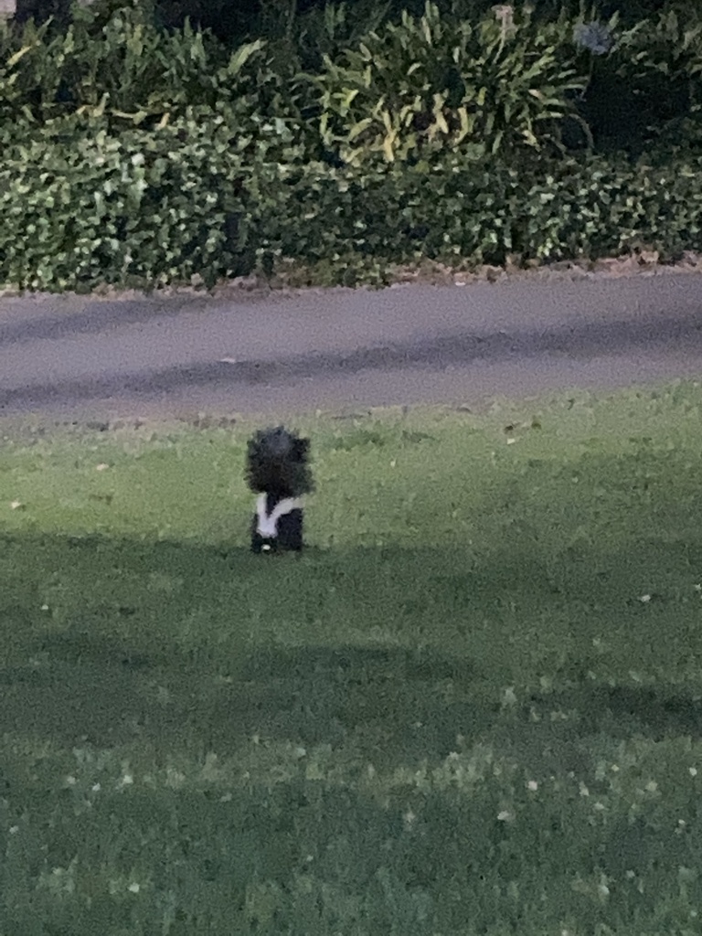 Striped Skunk from University of California, Berkeley, Berkeley, CA, US ...