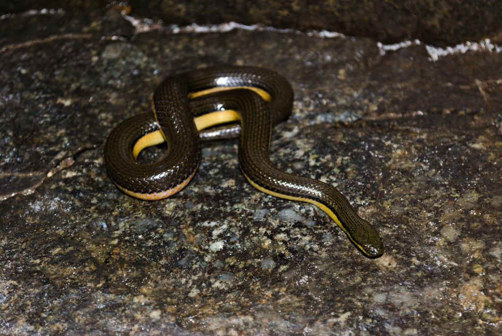 Bicoloured Stream Snake from Hong Kong on July 1, 2018 by Tim Bova ...