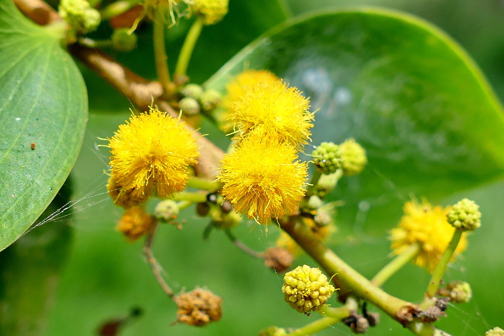 Acacia simplex from Popidéry, , Nouvelle-Calédonie on February 20, 2021 ...