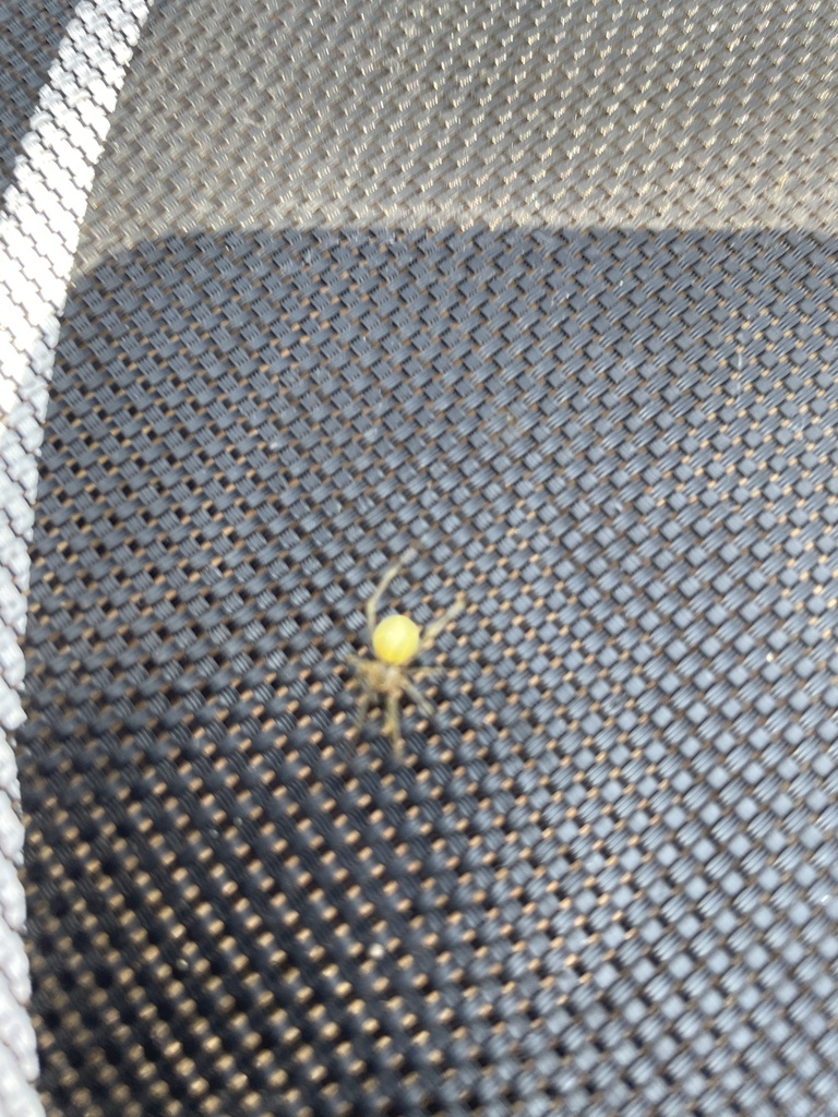 Typical Spiders from Woodland Ter, Bridgend, Wales, GB on June 21, 2022 ...