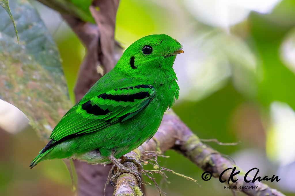 Green Broadbill in June 2022 by Chan Chee Keong · iNaturalist