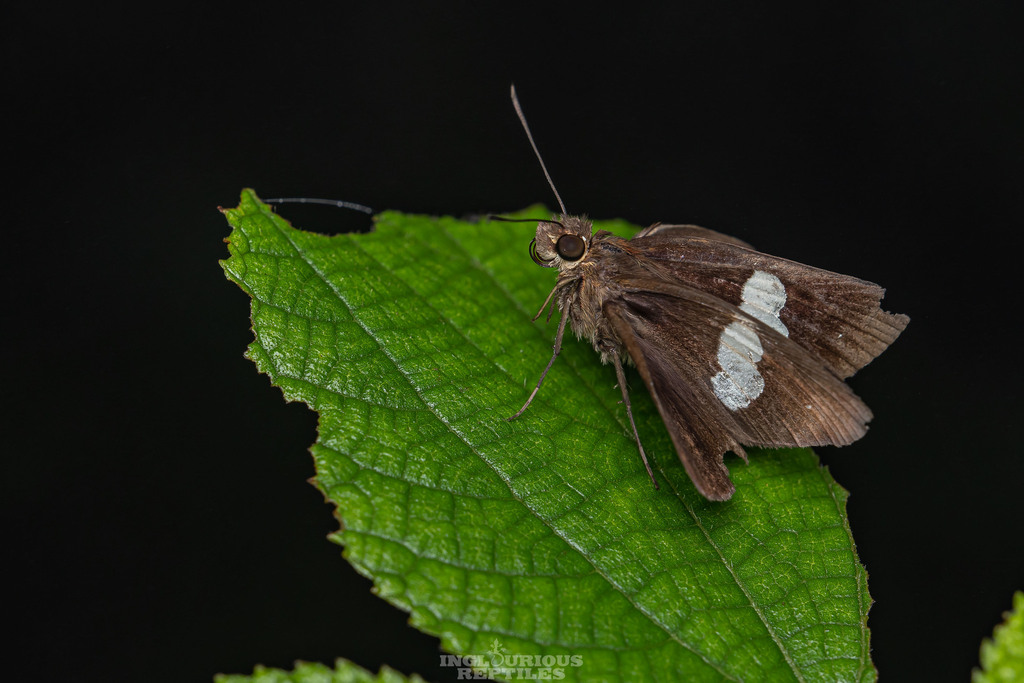common banded demon in June 2022 by Artur Tomaszek · iNaturalist