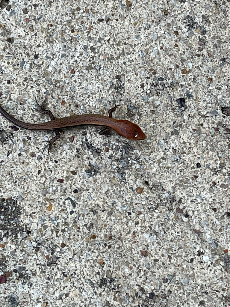 Little Brown Skink from Weatherford on June 21, 2022 at 08:03 AM by ...