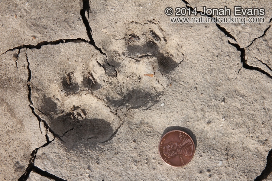 Ocelot in January 2013 by Jonah Evans. Tracks seen at Laguna Atascosa ...