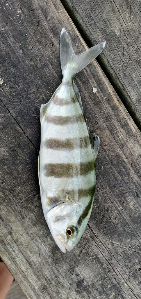 Banded Rudderfish from Horry County, SC, USA on June 21, 2022 at 09:18 ...