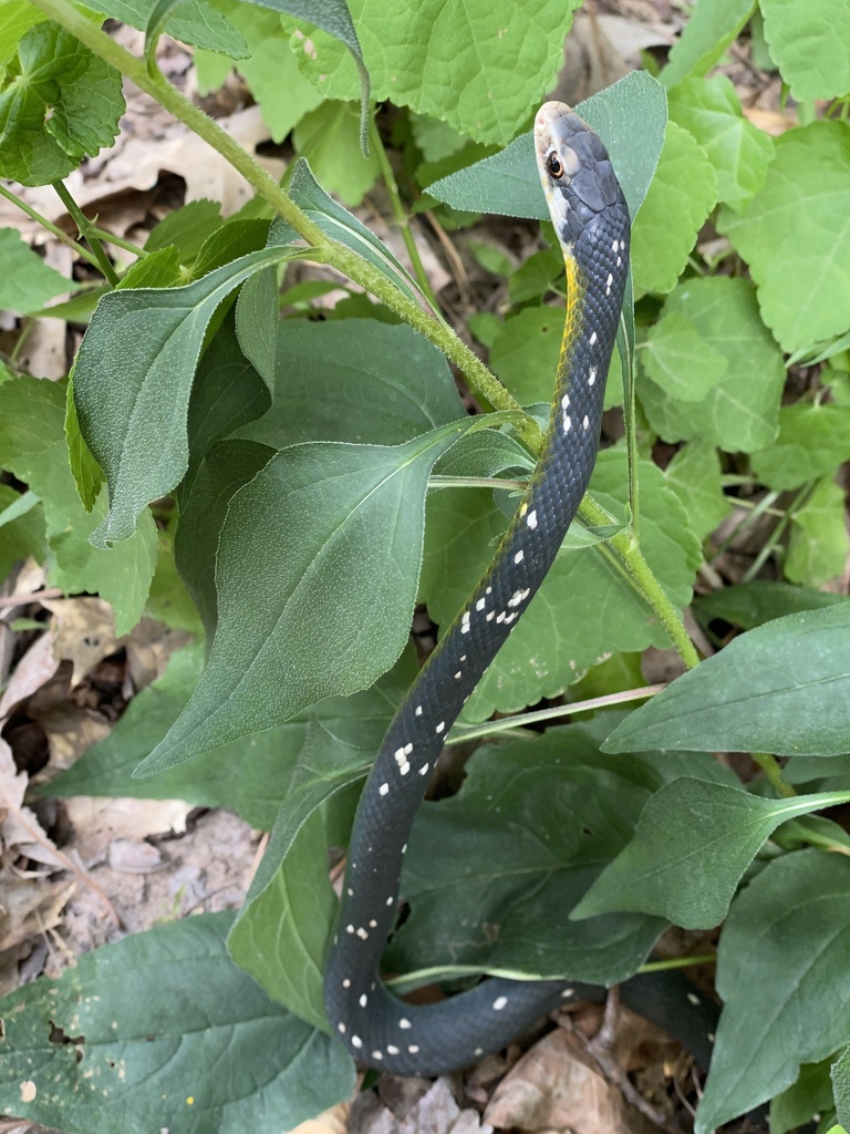 Buttermilk Racer from N Piney Plains Cir, Spring, TX, US on June 21 ...