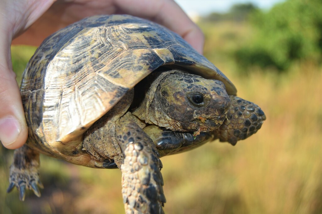 Moorish Tortoise in May 2022 by jorgejuanrueda · iNaturalist