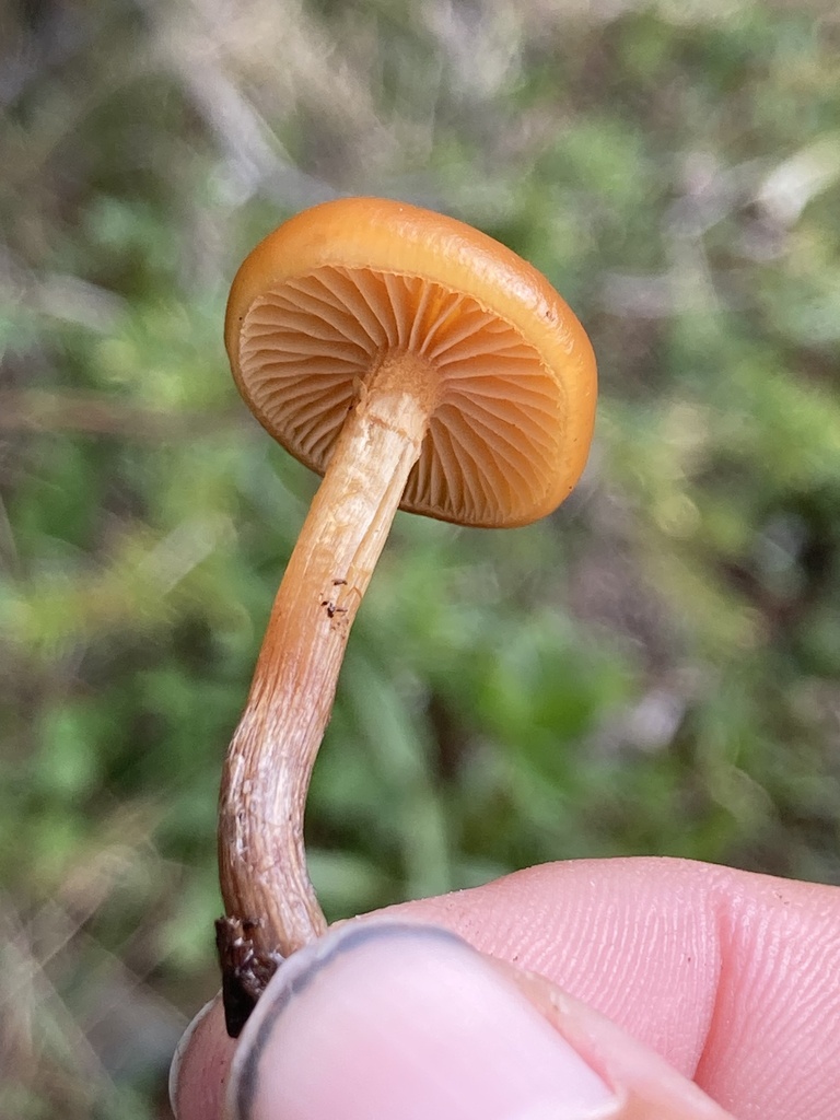 Moss Bells from Sawtooth National Forest, Clayton, ID, US on June 21 ...