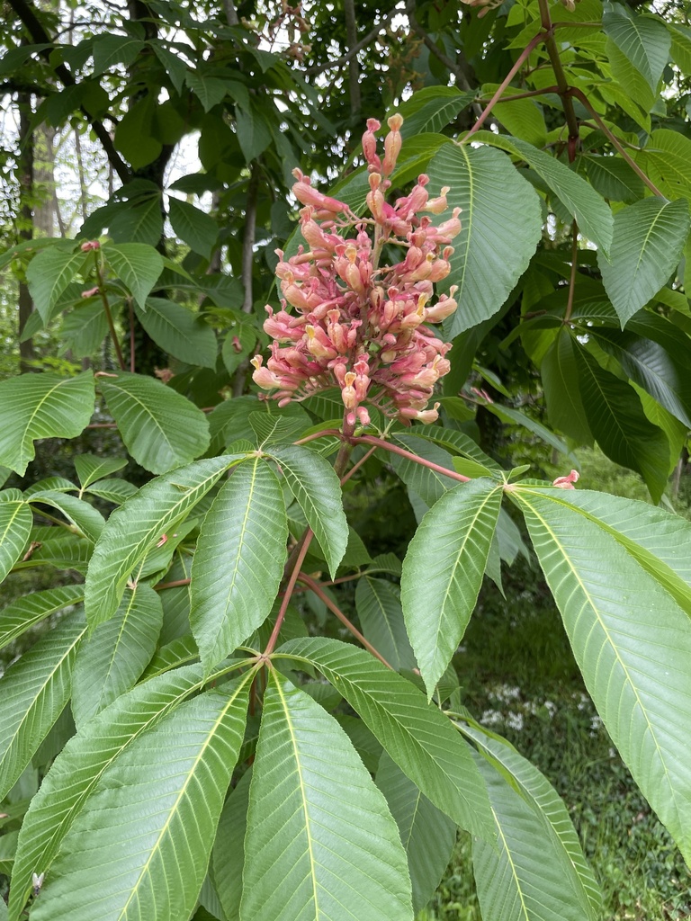 buckeyes and horse-chestnuts from Awbury Arboretum, Philadelphia, PA ...