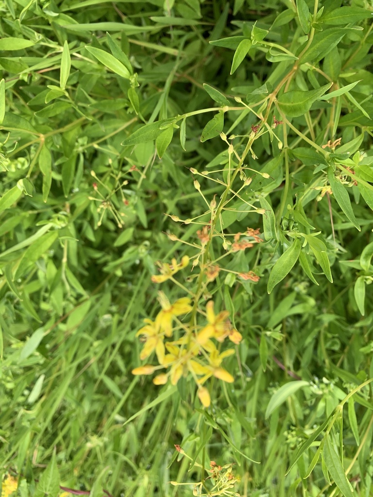 swamp candles from New Castle, DE, US on June 21, 2022 at 02:15 PM by ...
