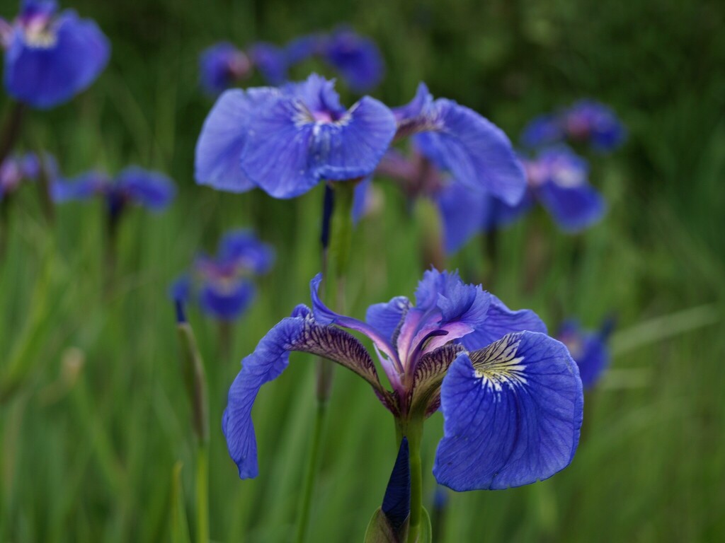 Beach-head Iris from Healy, AK, USA on June 29, 2011 at 01:19 PM by ...