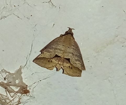 Dierna patibulum from Puthuppally,, Kottayam, Kerala 686011, India on ...