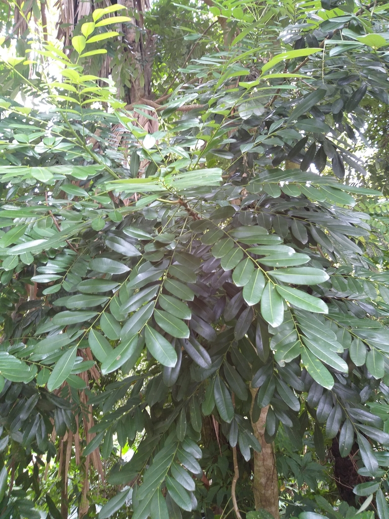 Paradise Tree from Jardín Botánico de Cartagena "Guillermo Piñeres" on ...