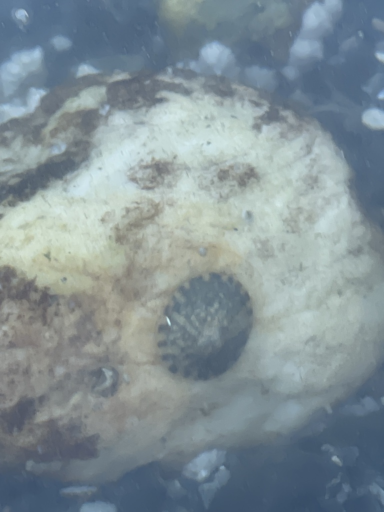 Tortoiseshell Limpet from Taunton Bay, Sullivan, ME, US on June 12 ...