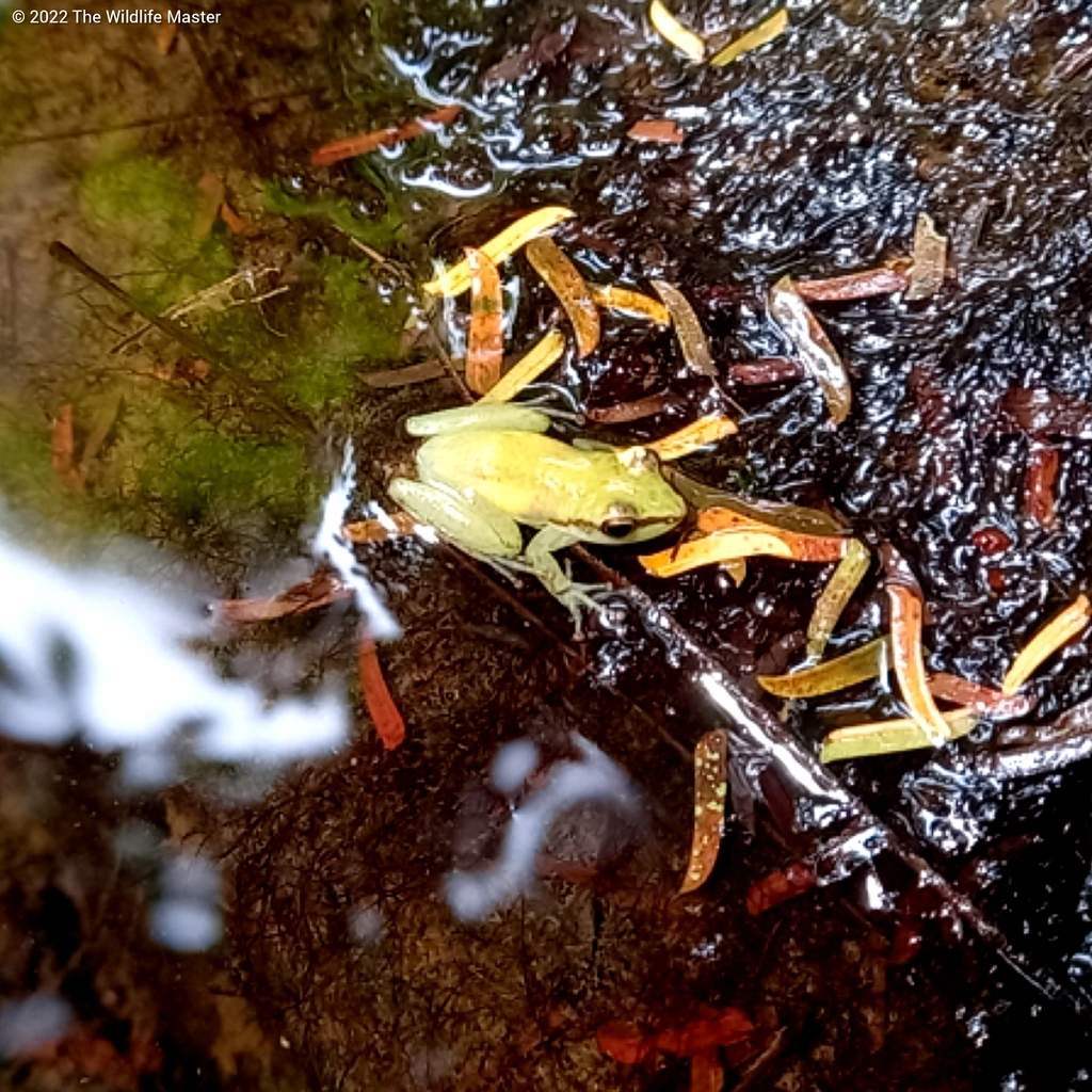 Maracaibo Basin Tree Frog from Sangre Grande Regional Corporation ...