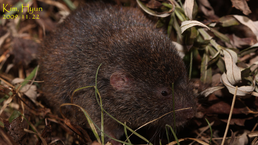 Mandarin vole on November 22, 2009 by Kim, Hyun-tae. On Soyang ...