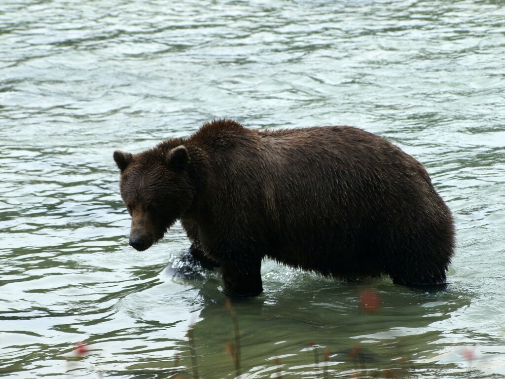 Brown Bear from Haines, AK, USA on September 29, 2011 at 11:21 AM by ...