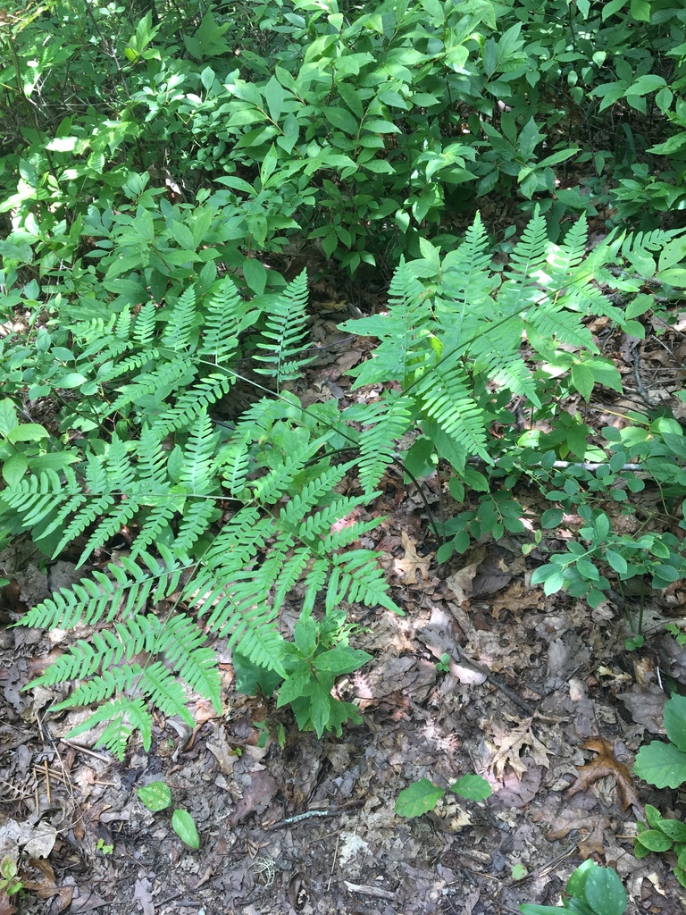 western brackenfern from Pisgah National Forest, Brevard, NC, US on ...