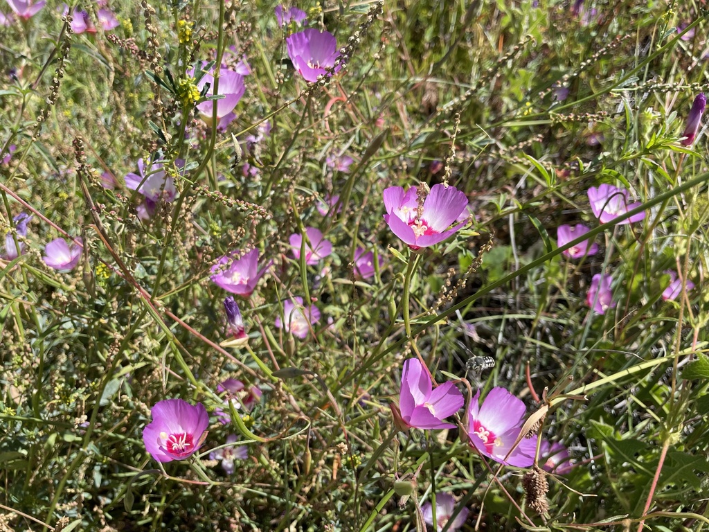 tracy's clarkia in June 2022 by Paul Aigner · iNaturalist