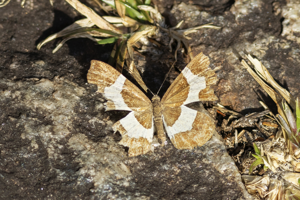Baeotis johannae from Av. José do Patrocínio Pontes, 580 - Mangabeiras ...