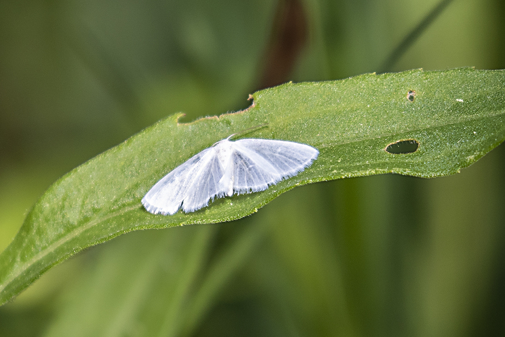 White Spring Moth from Dufferin, Ontario, Canada on June 21, 2022 at 10 ...