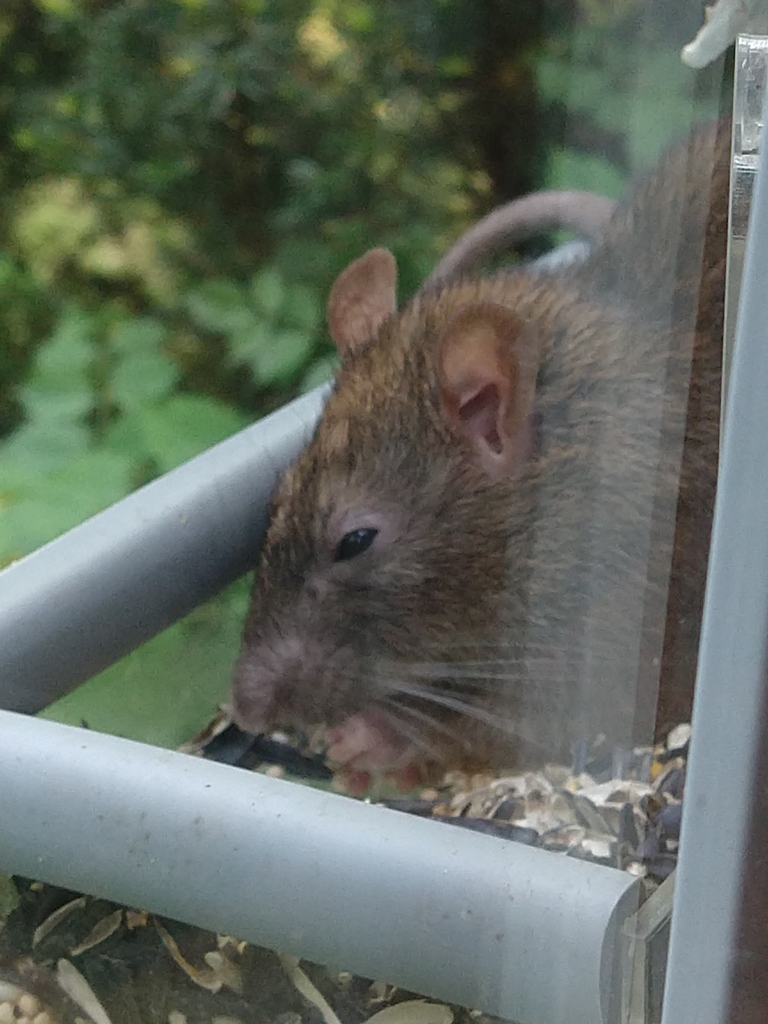 Brown Rat from Outagamie County, US-WI, US on June 21, 2022 at 07:23 AM ...