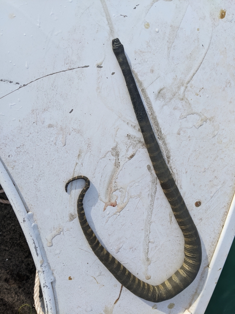 Little File Snake from Evans Landing QLD 4874, Australia on December 4 ...