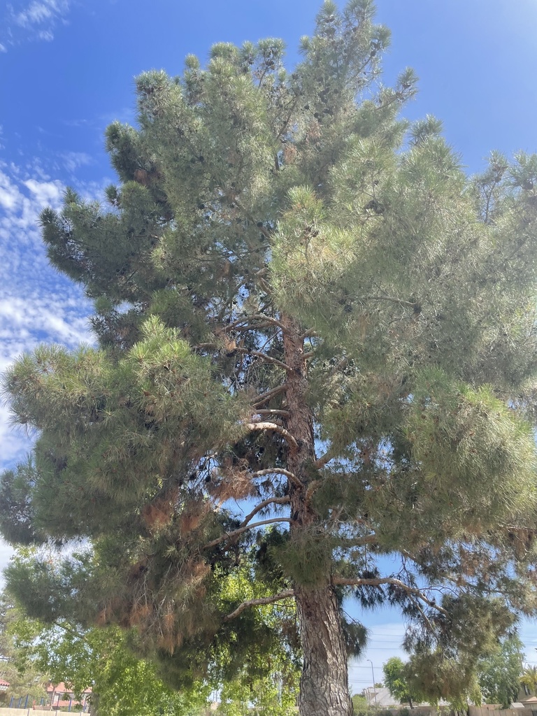 Aleppo pine from Circle G Meadows, Gilbert, AZ, US on June 21, 2022 at ...