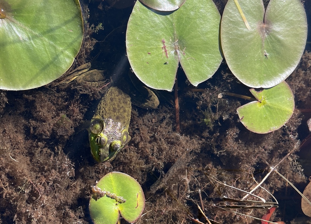 American Bullfrog from Acadia National Park, Mount Desert, ME, US on ...
