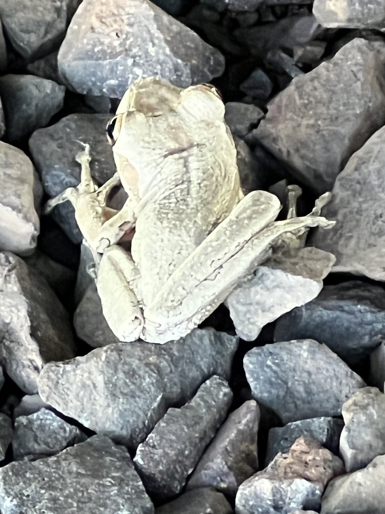 Cuban Tree Frog from Wisconsin Ave, Gilbert, MN, US on June 21, 2022 at ...