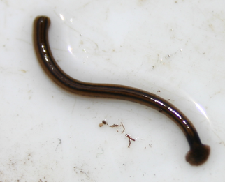 Shovel-headed Garden Worm from Tokyo, Japan on June 19, 2022 at 12:15 ...